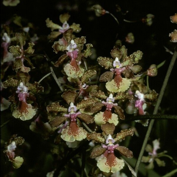 Trichocentrum Haematochilum Care Guide: Water, Soil & Propagation ...