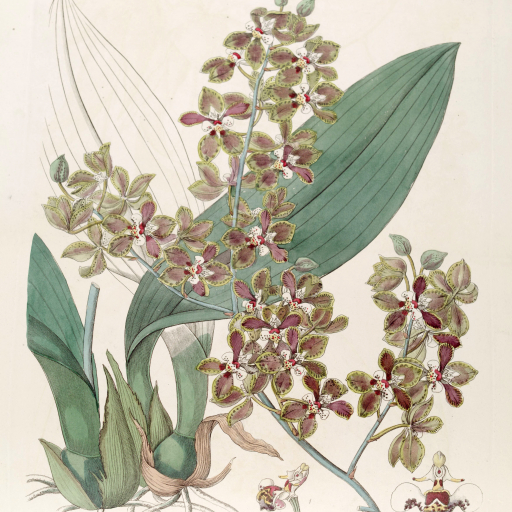 Trichocentrum Microchilum Care Guide: Water, Soil & Propagation - Plantiary