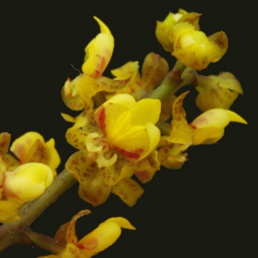 Mule-ear Orchid (Trichocentrum Pumilum) Plant Care & How to Grow, Water