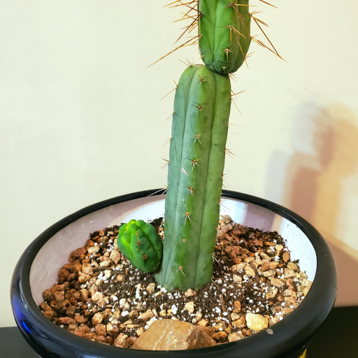 Trichocereus Bridgesii Plant Care & How to Grow, Water