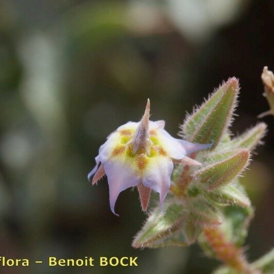 African Barbbell (Trichodesma Africanum) Plant Care & How to Grow, Water