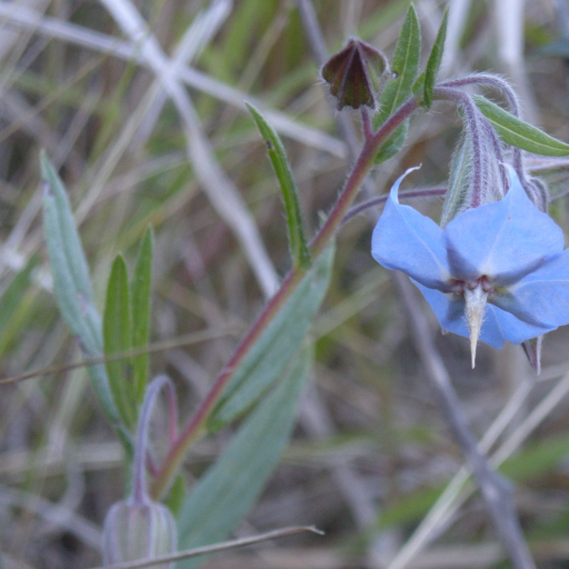 Camel Bush (Trichodesma Zeylanicum) Plant Care & How to Grow, Water