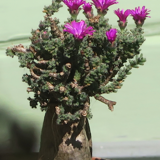 Trichodiadema Bulbosum Plant Care & How to Grow, Water