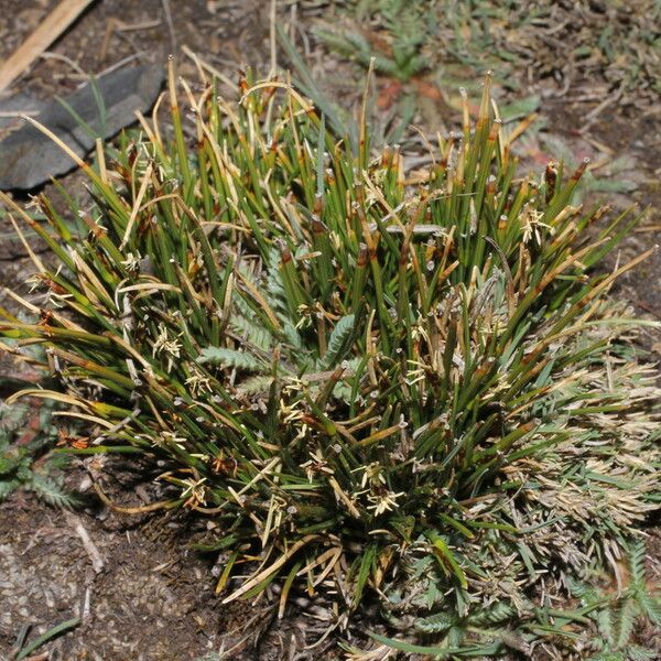 Trichophorum Rigidum Plant Care & How to Grow, Water