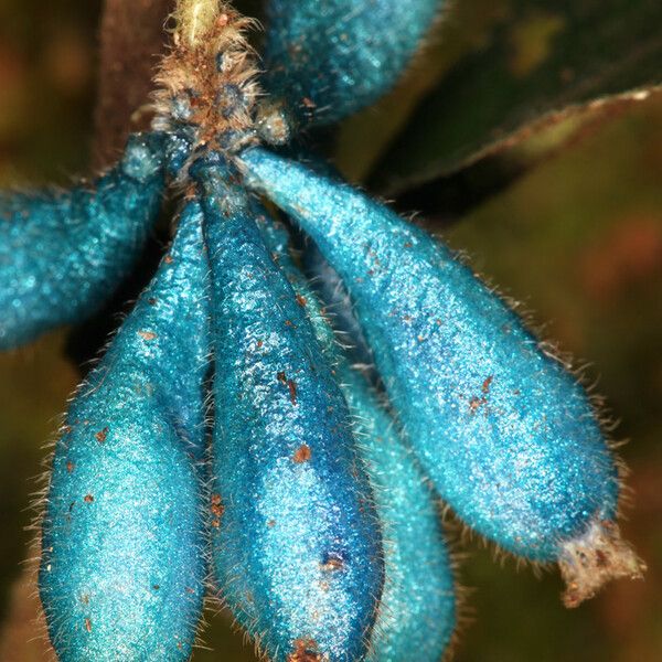 Trichostachys Aurea Care Guide: Water, Soil & Propagation - Plantiary