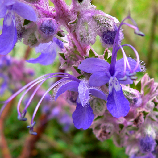 Wooly Bluecurls (Trichostema Lanatum) Plant Care & How to Grow, Water