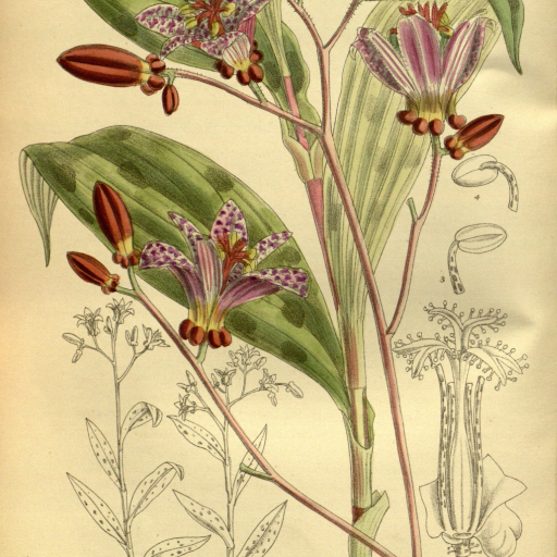 Toad Lily (Tricyrtis Formosana) Plant Care & How to Grow, Water