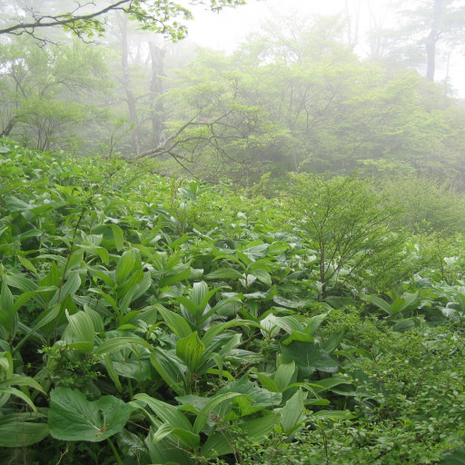 Toad Lily (Tricyrtis Hirta) Plant Care & How to Grow, Water