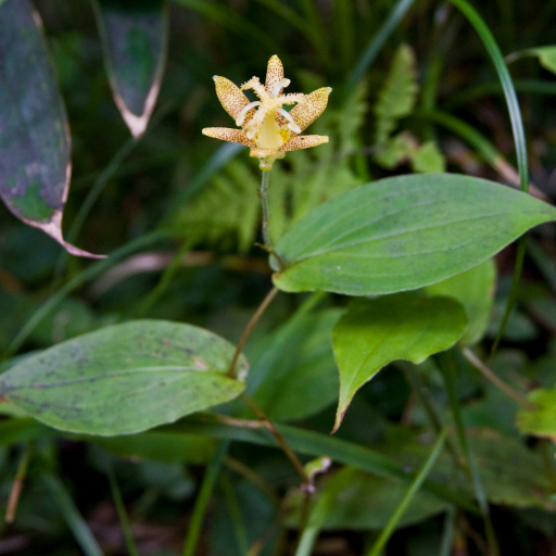 Toad Lily (Tricyrtis Latifolia) Plant Care & How to Grow, Water
