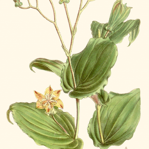 Speckled Toad Lily (Tricyrtis Macropoda) Plant Care & How to Grow, Water