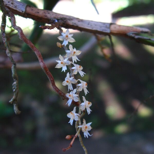 Tridactyle Brevicalcarata Plant Care & How to Grow, Water