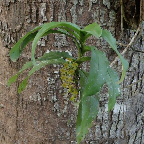 Tridactyle Pentalobata Plant Care & How to Grow, Water