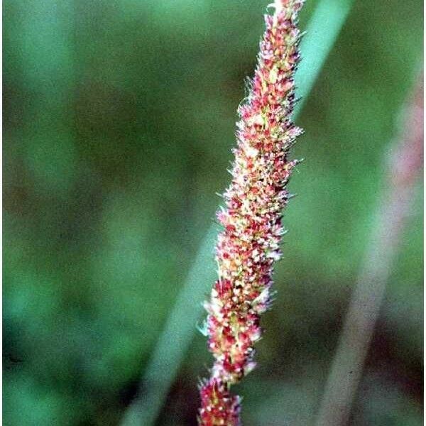 Long-spike Tridens (Tridens Strictus) Plant Care & How to Grow, Water