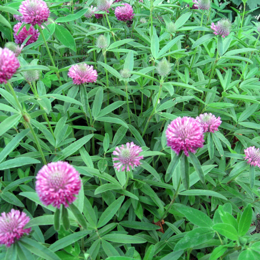 Owl-headed Flower (Trifolium Alpestre) Plant Care & How to Grow, Water