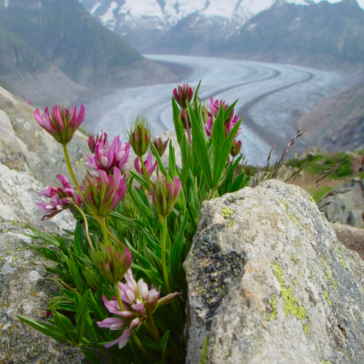 Alpine Clover (Trifolium Alpinum) Plant Care & How to Grow, Water