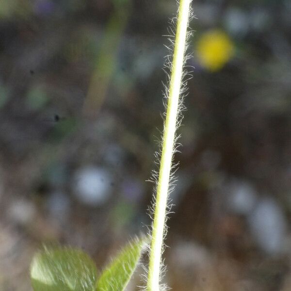 Boissier's Clover (Trifolium Boissieri) Care Guide: Water, Soil ...