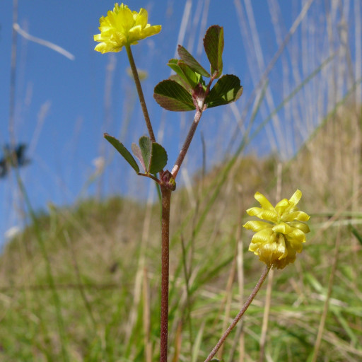 Hop Trefoil (Trifolium Campestre) Plant Care & How to Grow, Water