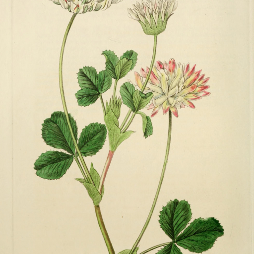 Bull Clover (Trifolium Fucatum) Plant Care & How to Grow, Water