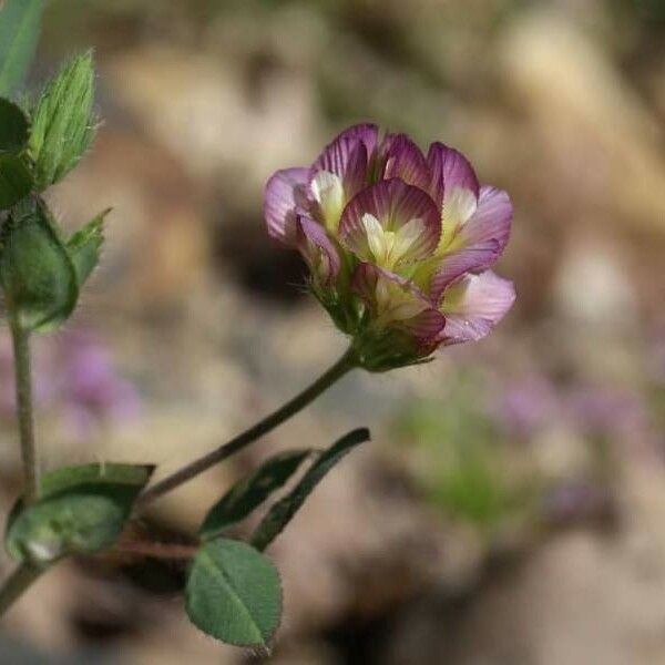 Large-Flower Hop Clover (Trifolium Grandiflorum) Care Guide: Water ...