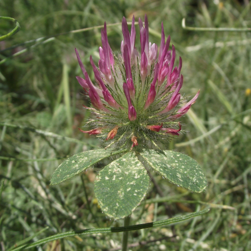 Rose Clover (Trifolium Hirtum) Plant Care & How to Grow, Water