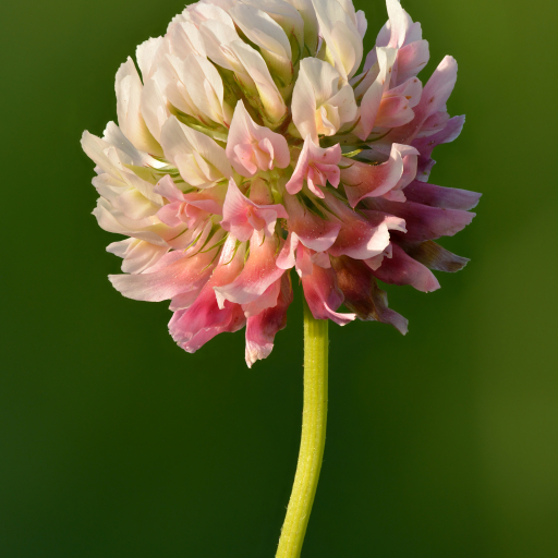 Alsike Clover (Trifolium Hybridum) Plant Care & How to Grow, Water