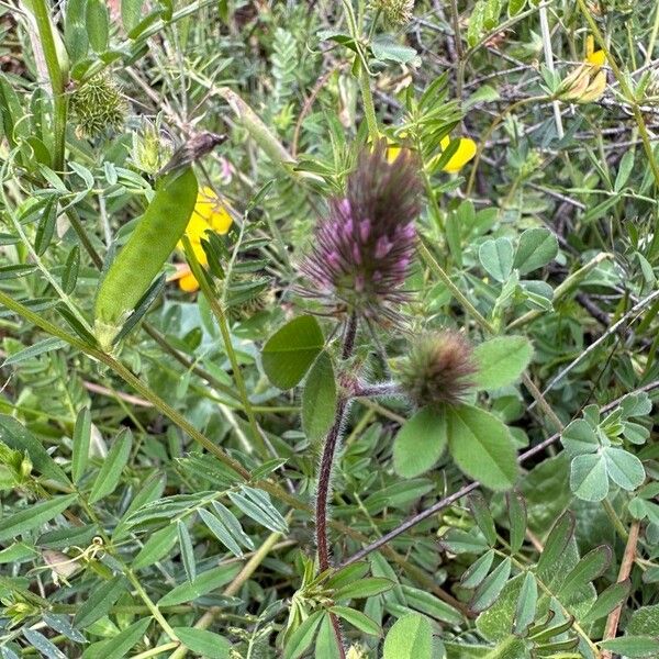 Ligurian Clover (Trifolium Ligusticum) Care Guide: Water, Soil ...