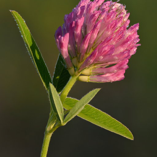 Zig-Zag Clover (Trifolium Medium) Plant Care & How to Grow, Water