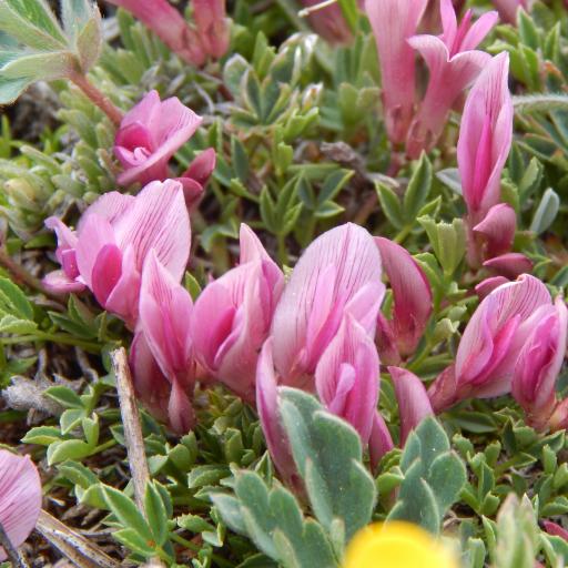 Tundra Clover (Trifolium Nanum) Care Guide: Water, Soil & Propagation ...