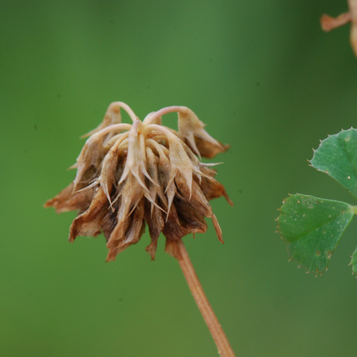 Small White Clover (Trifolium Nigrescens) Plant Care & How to Grow, Water
