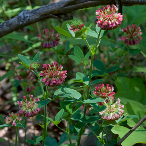 Buffalo Clover (Trifolium Reflexum) Plant Care & How to Grow, Water