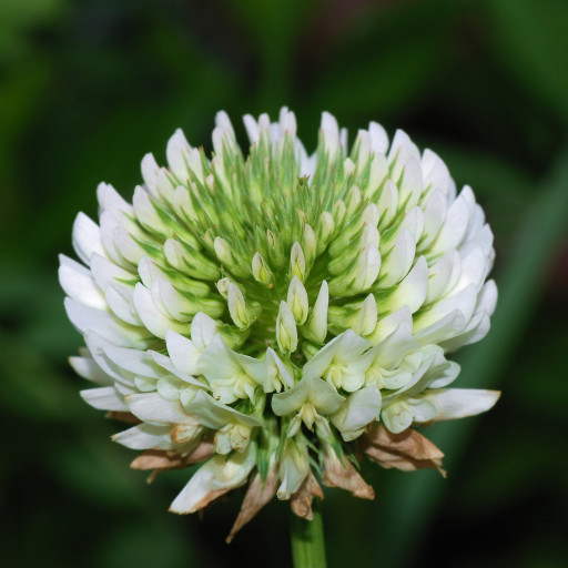 White Clover (Trifolium Repens) Plant Care & How to Grow, Water