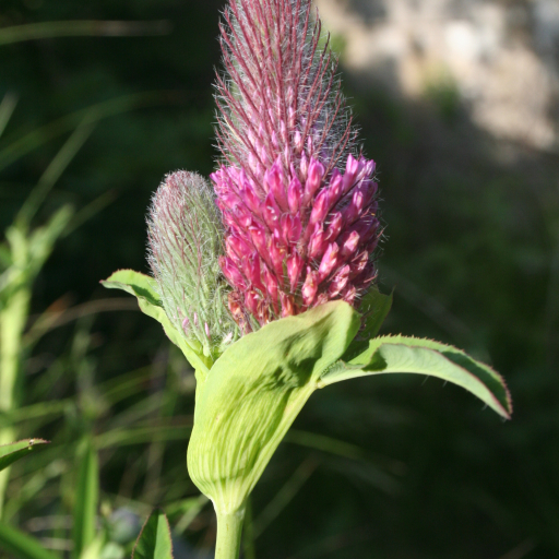Red Feather Clover (Trifolium Rubens) Plant Care & How to Grow, Water
