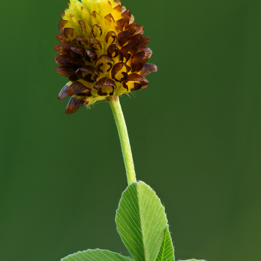 Brown Moor Clover (Trifolium Spadiceum) Care Guide: Water, Soil ...