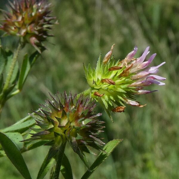 Sea Clover (Trifolium Squamosum) Plant Care & How to Grow, Water