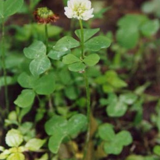 Running Buffalo Clover (Trifolium Stoloniferum) Plant Care & How to ...