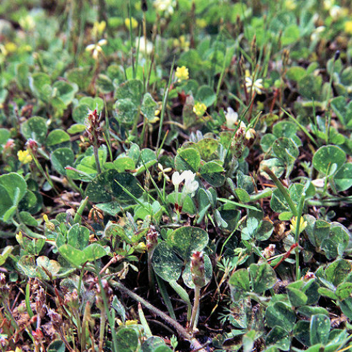 Sub Clover (Trifolium Subterraneum) Plant Care & How to Grow, Water