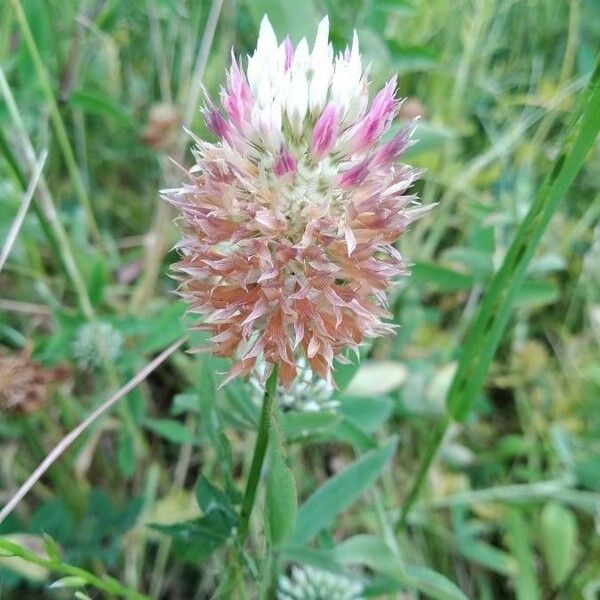 Arrowleaf Clover (Trifolium Vesiculosum) Plant Care & How to Grow, Water