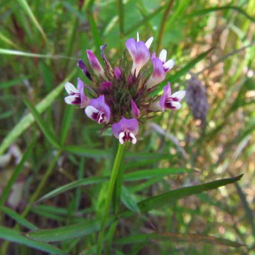 Tomcat Clover (Trifolium Willdenovii) Plant Care & How to Grow, Water