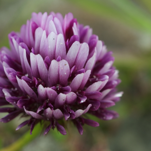 Cow Clover (Trifolium Wormskioldii) Plant Care & How to Grow, Water