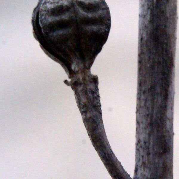 Triglochin Bulbosum Plant Care & How to Grow, Water