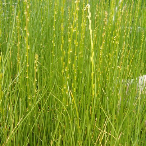 Marsh Arrow-grass (Triglochin Palustris) Plant Care & How to Grow, Water