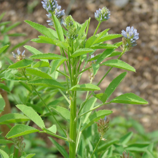Blue Fenugreek (Trigonella Caerulea) Plant Care & How to Grow, Water
