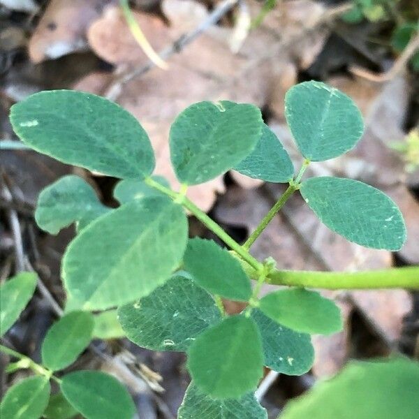 Sickle-fruited Fenugreek (Trigonella Esculenta) Plant Care & How to ...