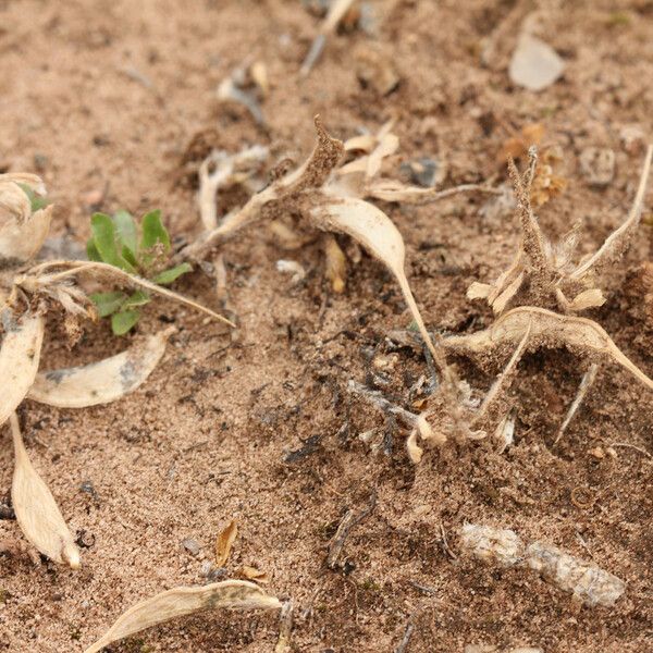 Shield Fenugreek (Trigonella Gladiata) Plant Care & How to Grow, Water