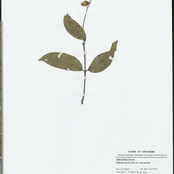 Trigonia Microcarpa Plant Care & How to Grow, Water