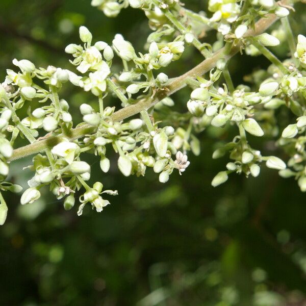 Trigonia Rugosa Plant Care & How to Grow, Water