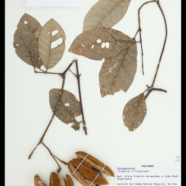 Trigonia Villosa Plant Care & How to Grow, Water