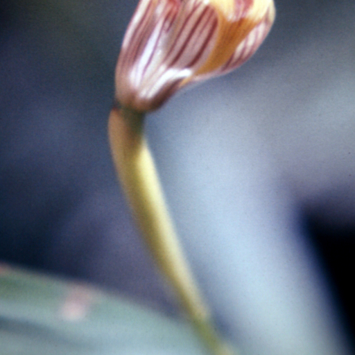 Trigonidium Acuminatum Plant Care & How to Grow, Water