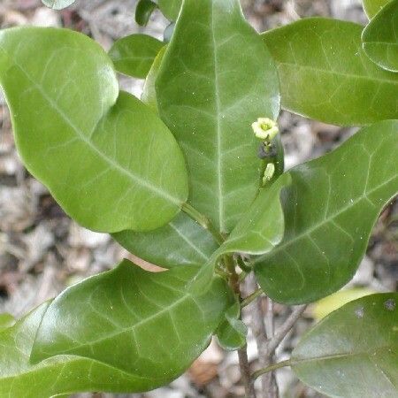 Trigonostemon Cherrieri Plant Care & How to Grow, Water