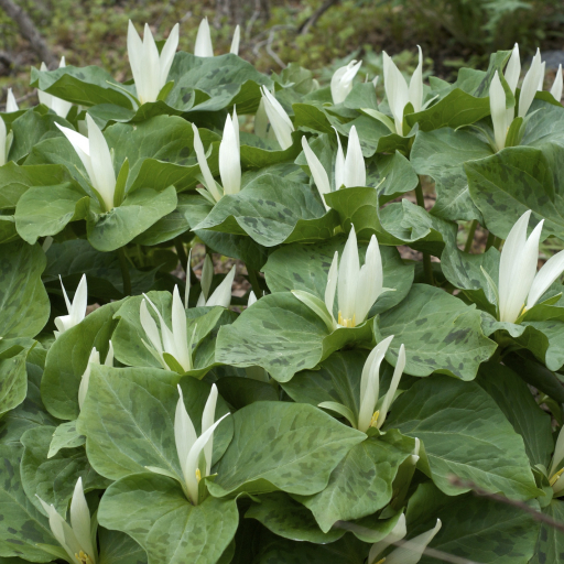 Freeman's Trillium (Trillium Albidum) Plant Care & How to Grow, Water